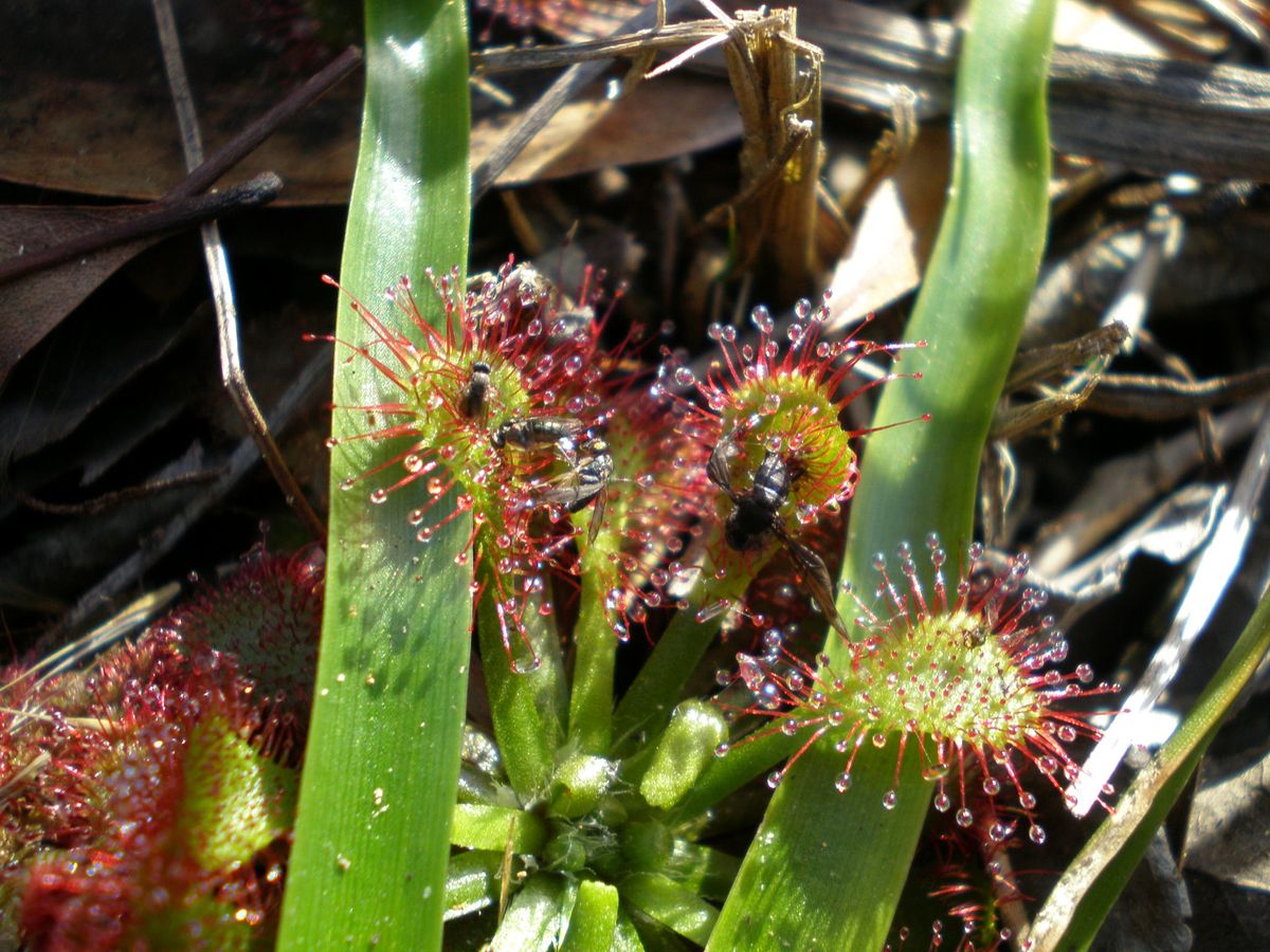 Image Gallery: Carnivorous Plants | Live Science
