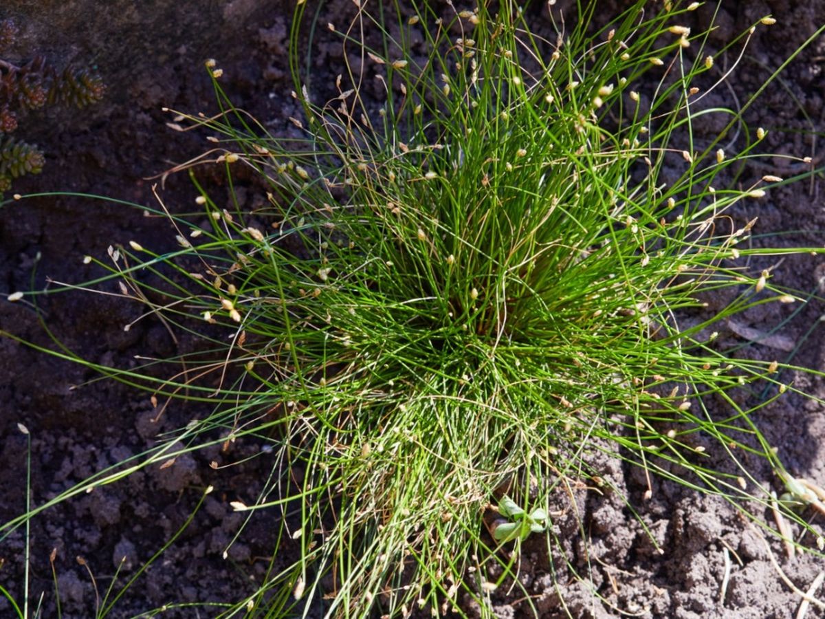 Fiber Optic Plant Care - How To Grow Ornamental Fiber Optic Grass ...