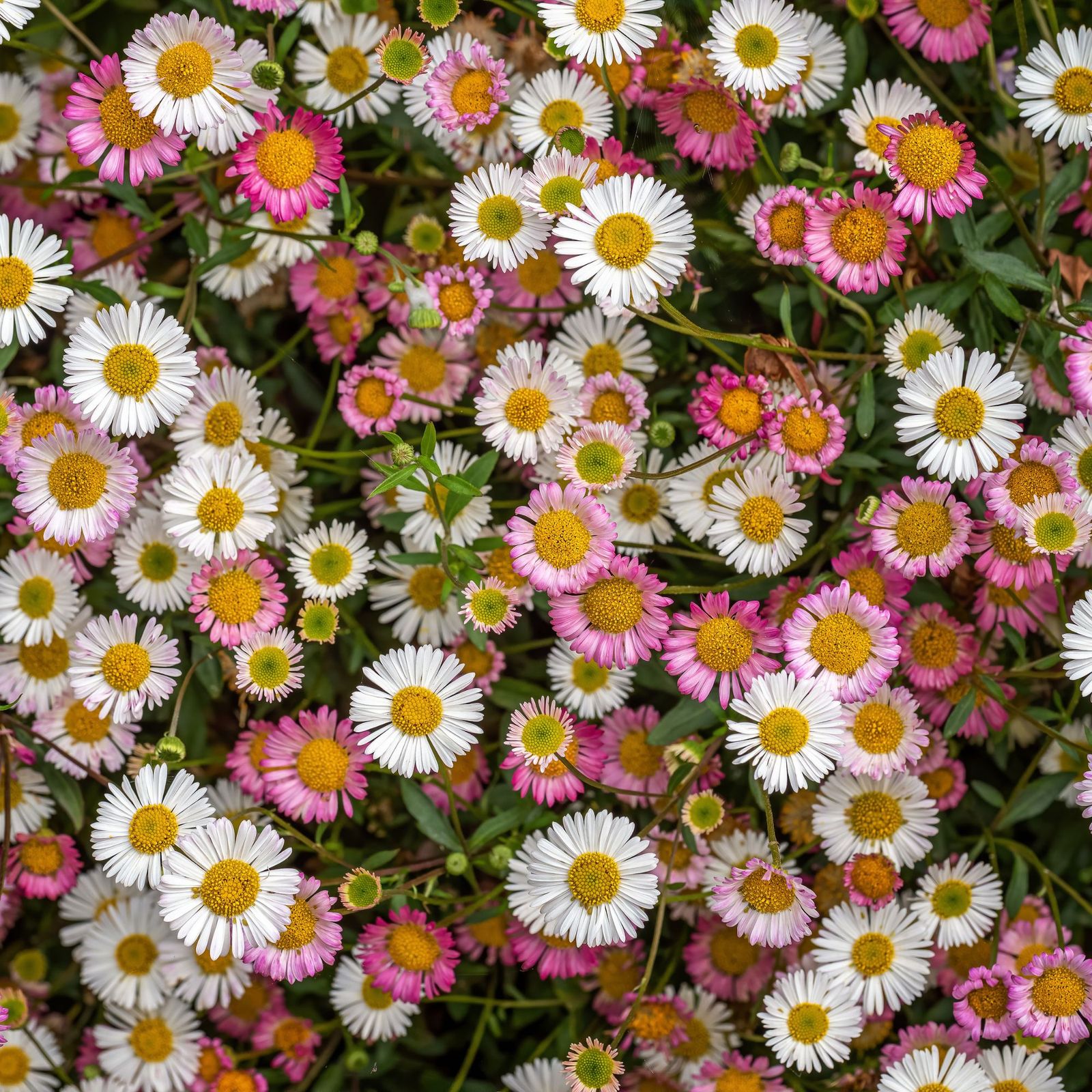 8 long flowering perennials for lasting blooms | Ideal Home