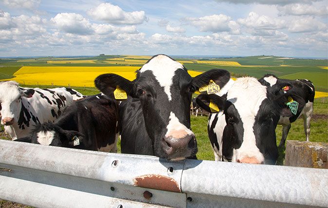 Curious Questions: Are cows actually super-intelligent? | Country Life