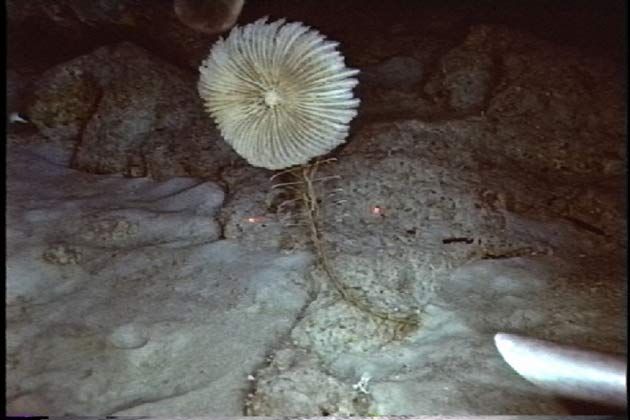 Underwater Escape: A Sea Lily's Surprising Scoot | Live Science