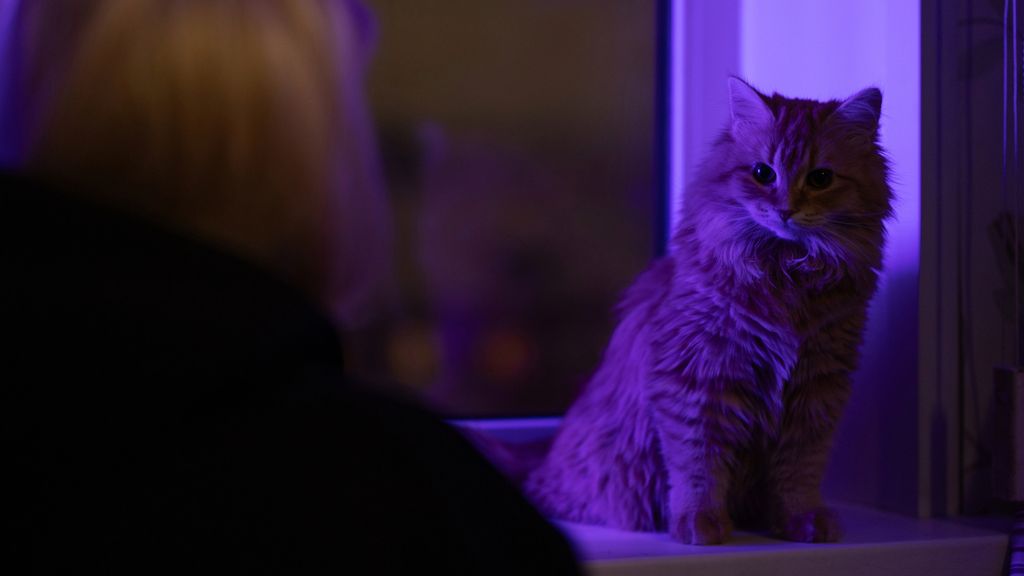 Why do cats play at night? Plus how to stop them waking you | PetsRadar