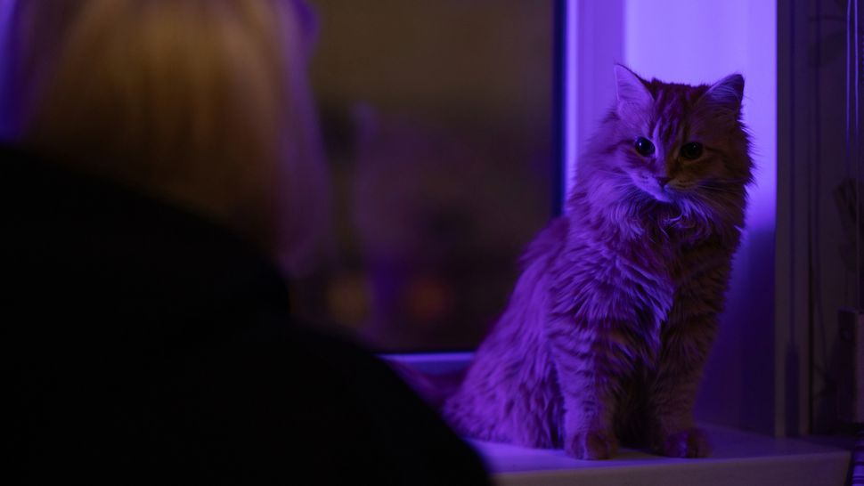 Why do cats play at night? Plus how to stop them waking you | PetsRadar