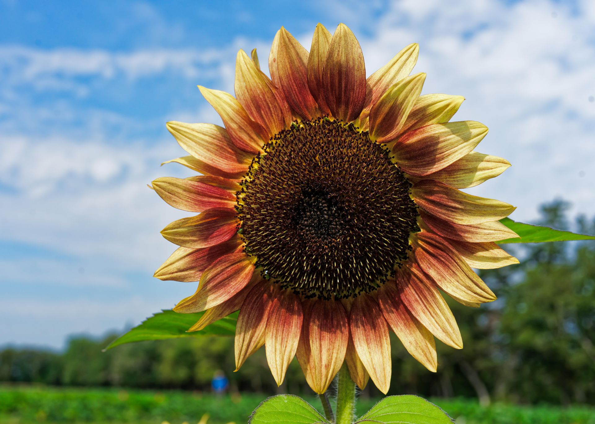 Sunflowers care - a guide to the most beautiful types | Livingetc