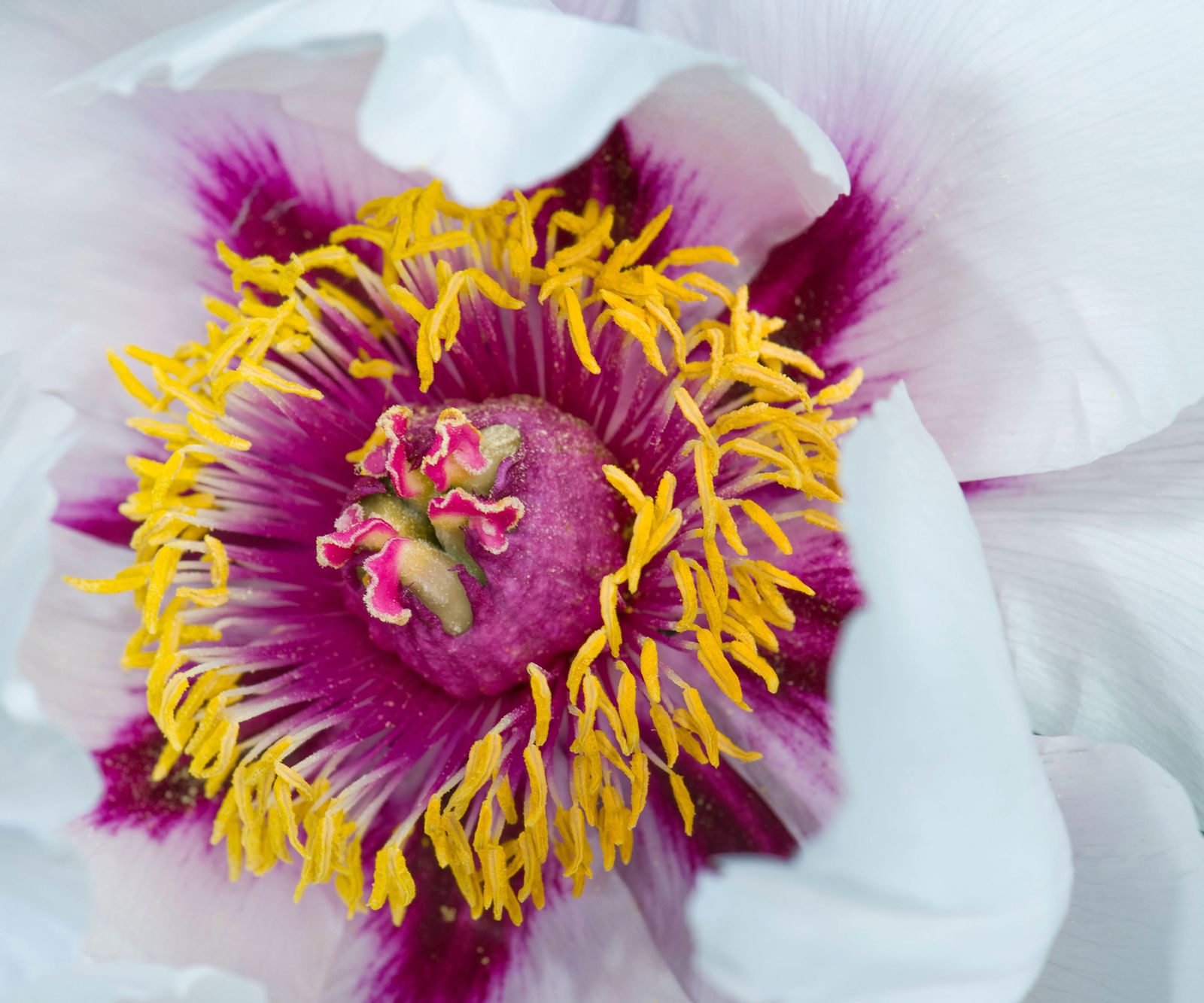 Growing Chinese Tree Peony For a Bit of Asian Splendor | Gardening Know How