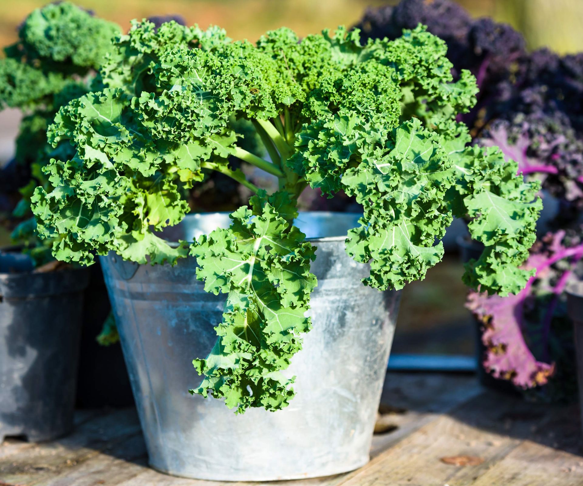 How to grow kale in pots - expert tips for great harvests | Homes and ...