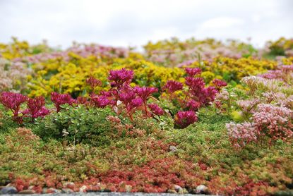 Green roof systems - how to create the perfect sedum roof | Livingetc