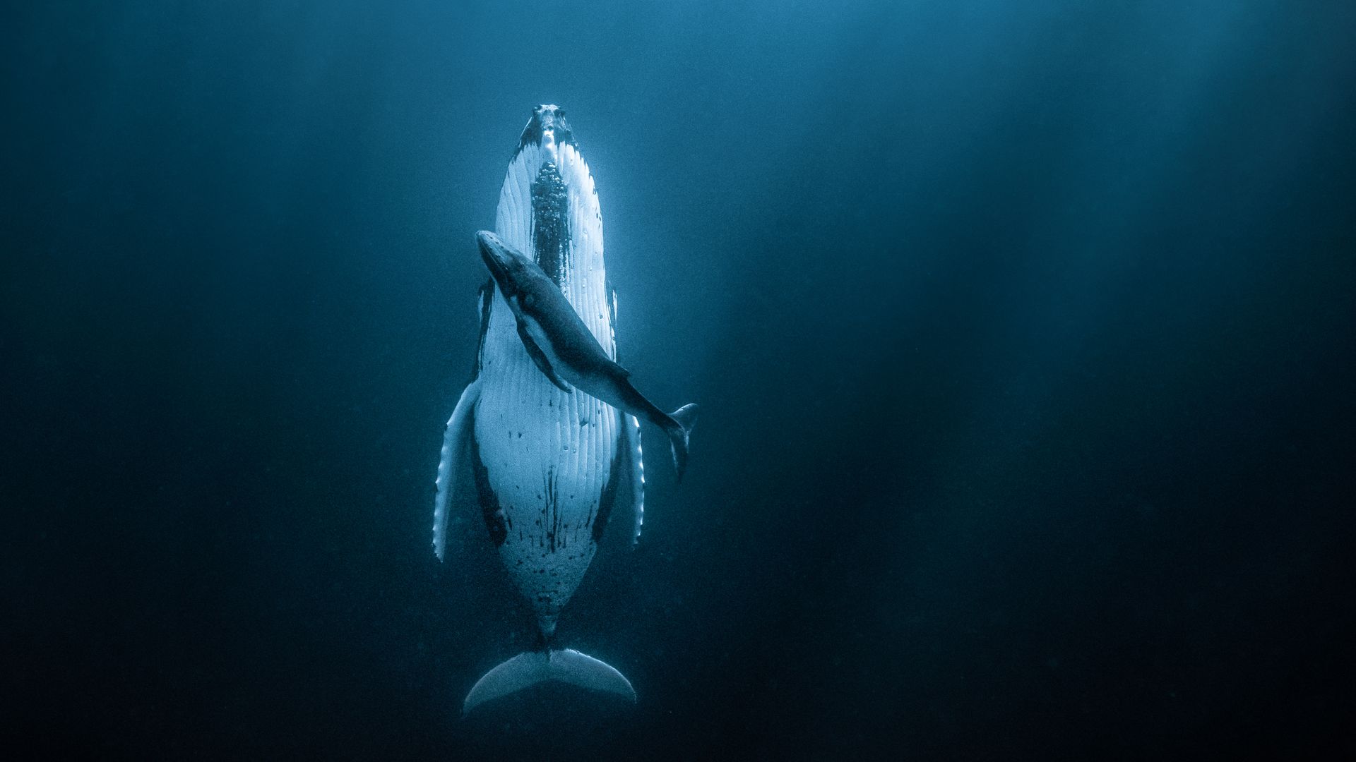 This amazing image of whales wins photographer $120,000 prize ...