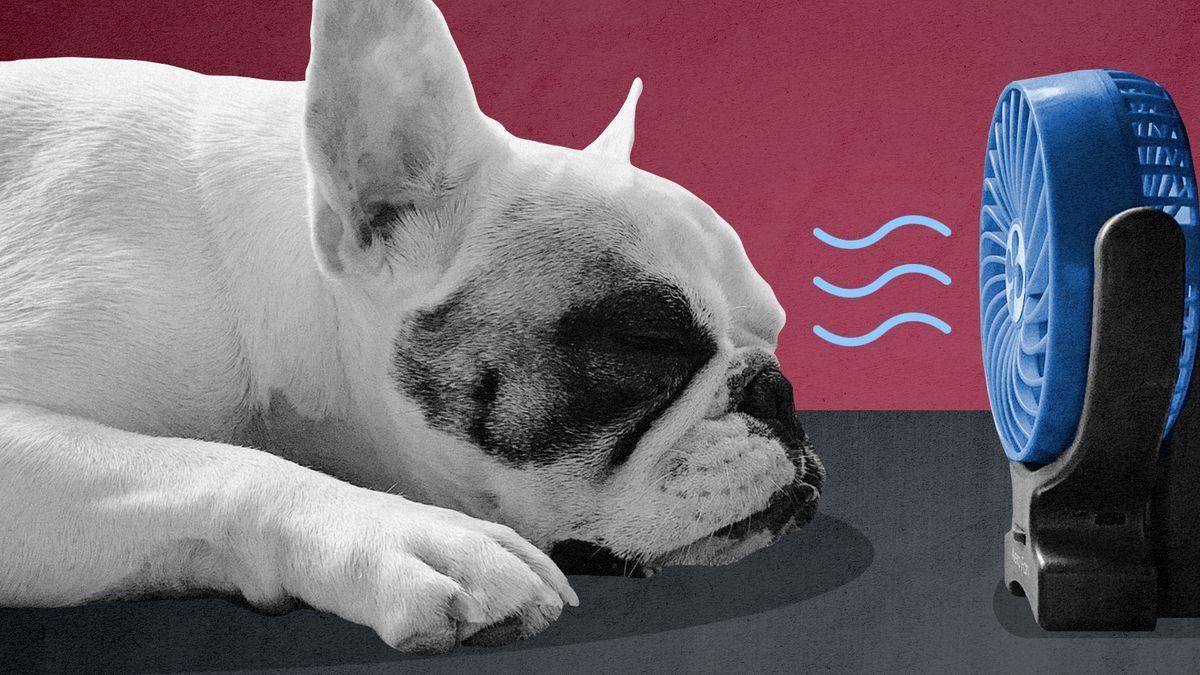 What experts say about keeping your pets cool this summer | The Week