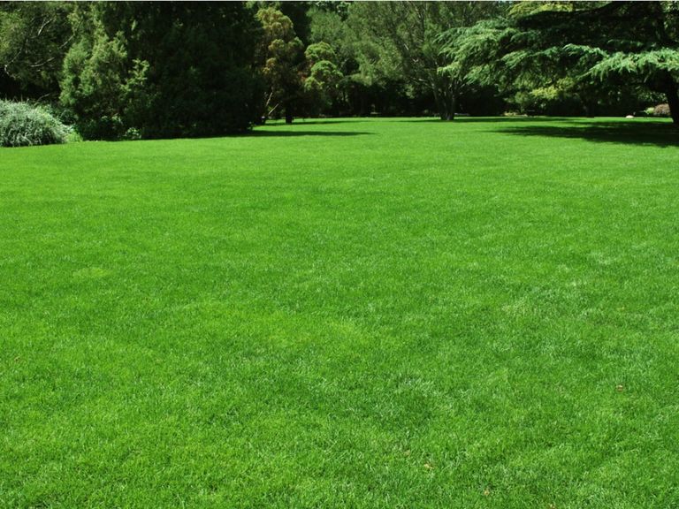 Grass For Sandy Soil: How To Plant A Lawn In Sandy Soil | Gardening ...