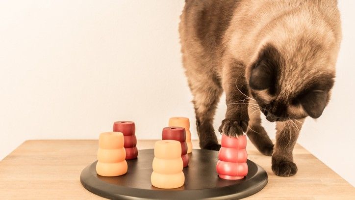 What is cat enrichment? | PetsRadar