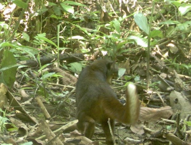 Spotted: Rare Cat Species Captured on Camera in Borneo | Live Science
