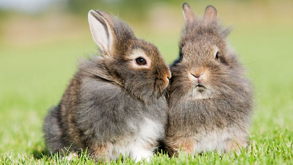 Everything you need to know about longhaired rabbit breeds and how to ...