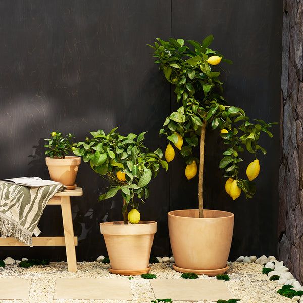 The B&Q lemon tree is the perfect alt to The Range's viral tree | Ideal ...