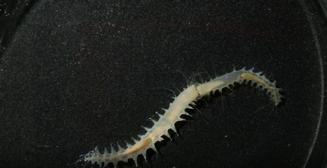 Tiny Fighting Worms Make One of the Loudest Sounds in the Ocean | Live ...