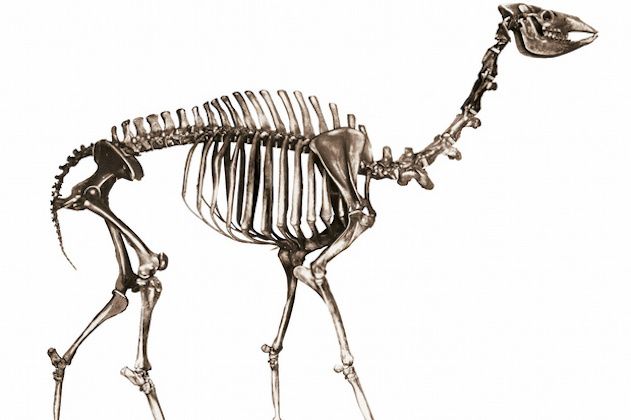 Ice Age Animal Bones Uncovered During LA Subway Excavation | Live Science