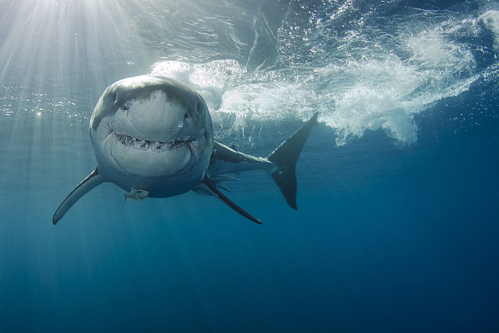 How to avoid being eaten by a shark | The Week