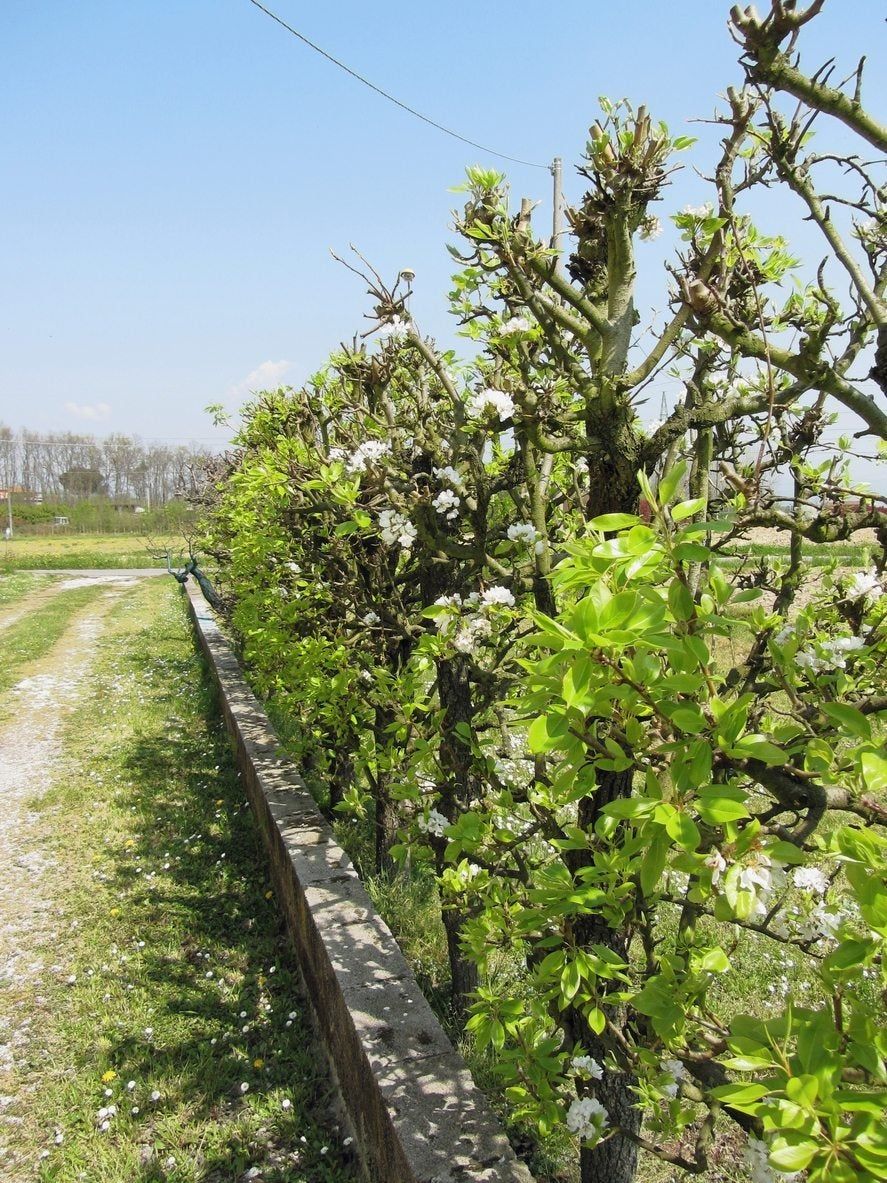 Spacing For A Fruit Tree Hedge: How Close To Plant A Fruit Tree Hedge ...