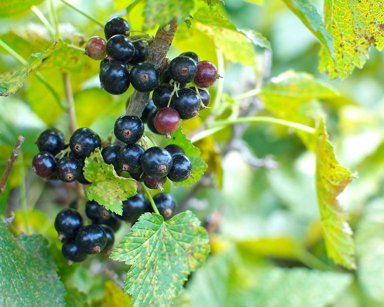 Is it illegal to grow currants in the United States? | Gardeningetc