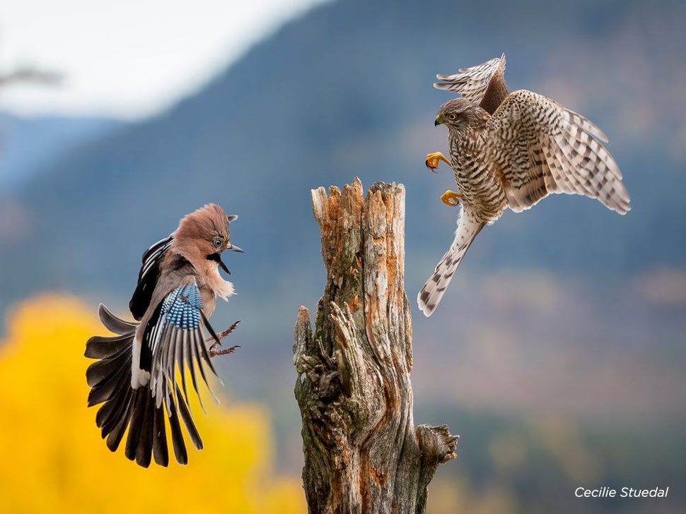 Amazing shot of angry birds wins Nature in Action photo competition ...