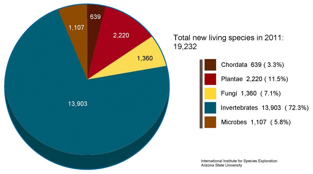Insects Top Newly Discovered Species List | Live Science