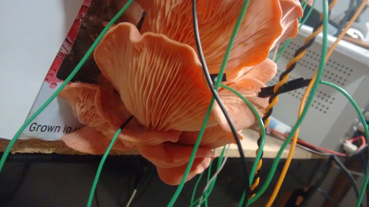 Academics are making 'intelligent buildings' with the help of fungi ...