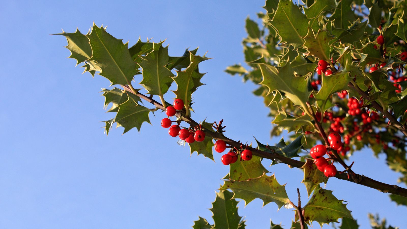When to prune holly bushes: to keep this festive bush in check | Homes ...