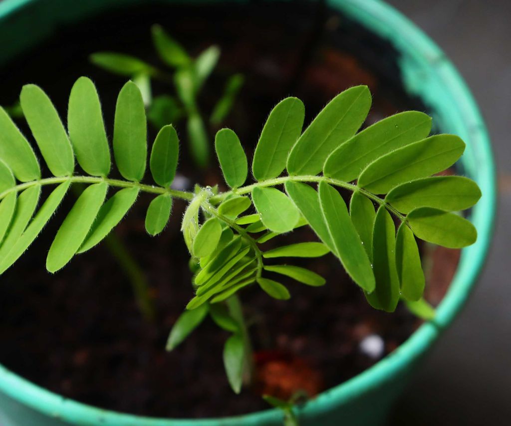 How to grow tamarind from seed: expert tips | Homes and Gardens