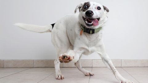 32 common dog behavior problems and solutions | PetsRadar