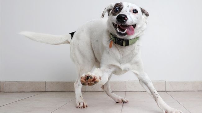 32 common dog behavior problems and solutions | PetsRadar