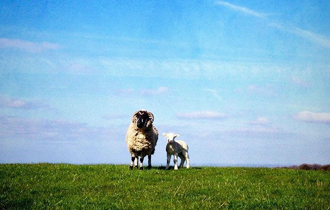 Curious Questions: Are cows actually super-intelligent? | Country Life