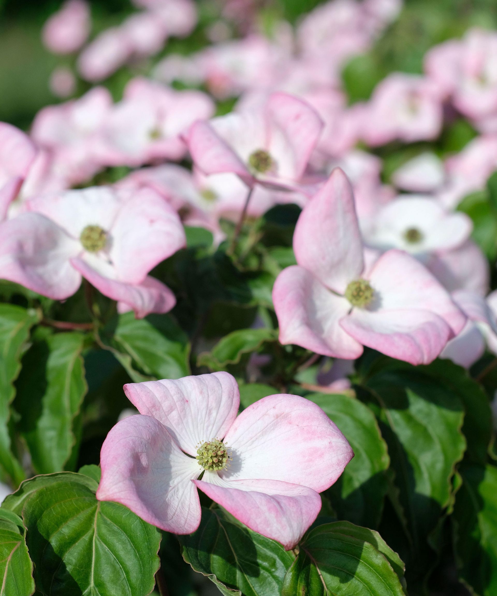 Dogwood care and growing guide: expert tips for these trees | Homes and ...
