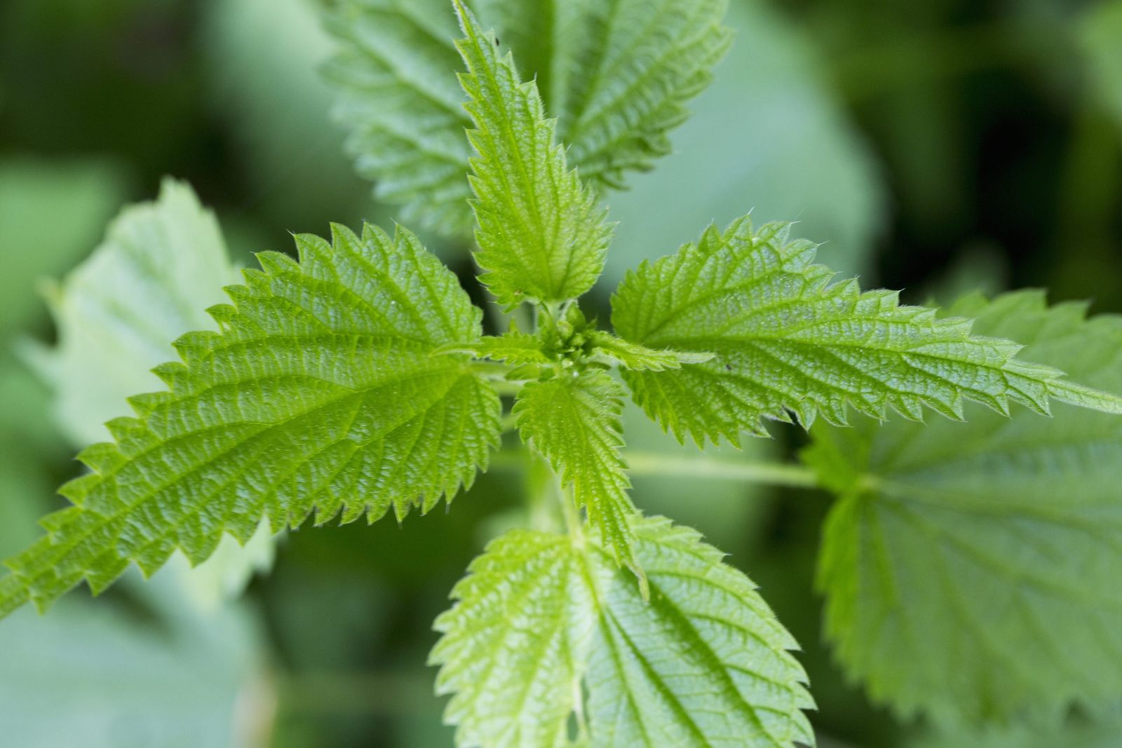 Do Dock Leaves Really Cure Nettle Stings An Expert Forager Explains All Country Life
