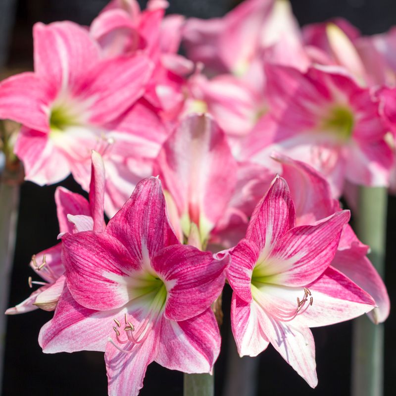 How To Grow Amaryllis Plants Like A Pro | Gardening Know How