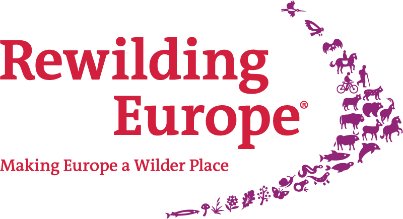 Stunning photo of Iberian lynx chowing down on prey wins Rewilding Europe Awards 2024 | Digital ...