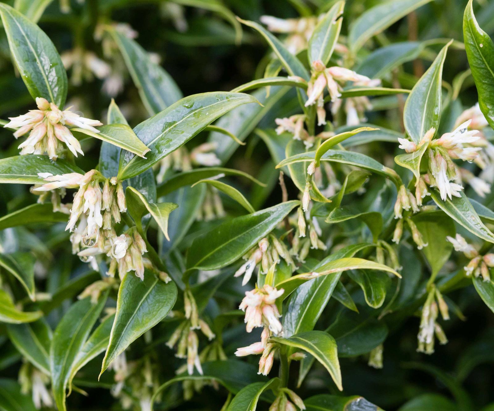Winter-flowering shrubs to plant in fall: 12 expert choices | Homes and ...