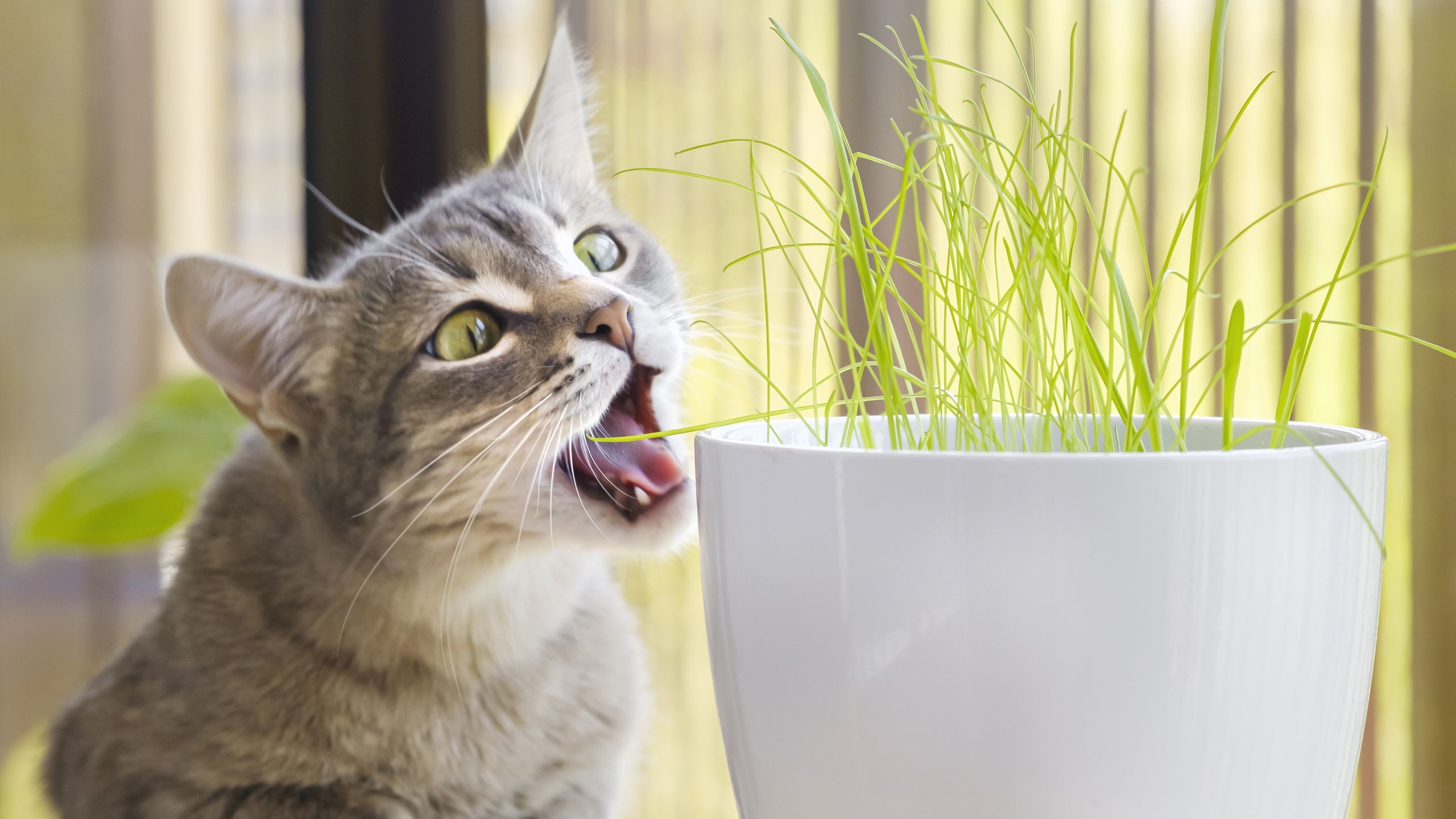 Catmint vs Catnip: Are they the same thing? | PetsRadar