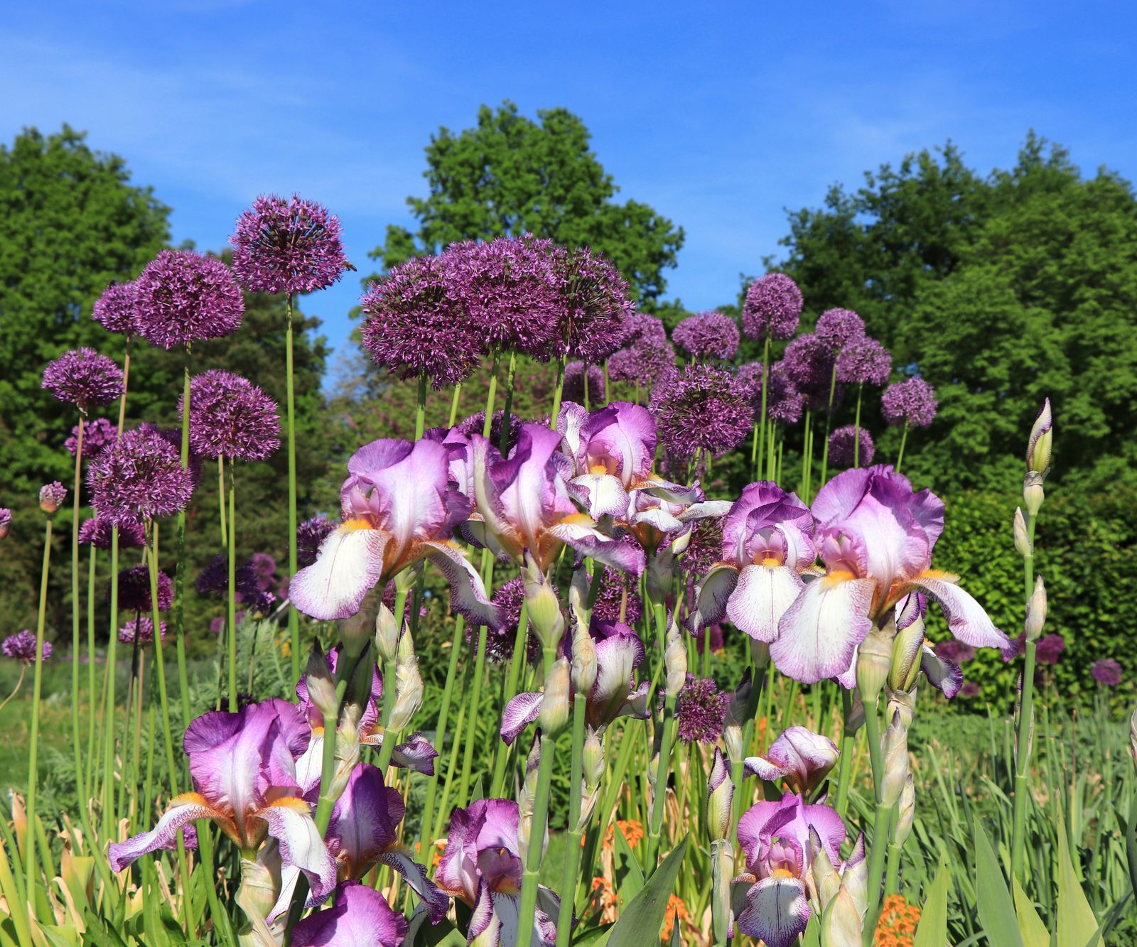 Best Iris Companion Plants For A Charming Garden | Gardening Know How