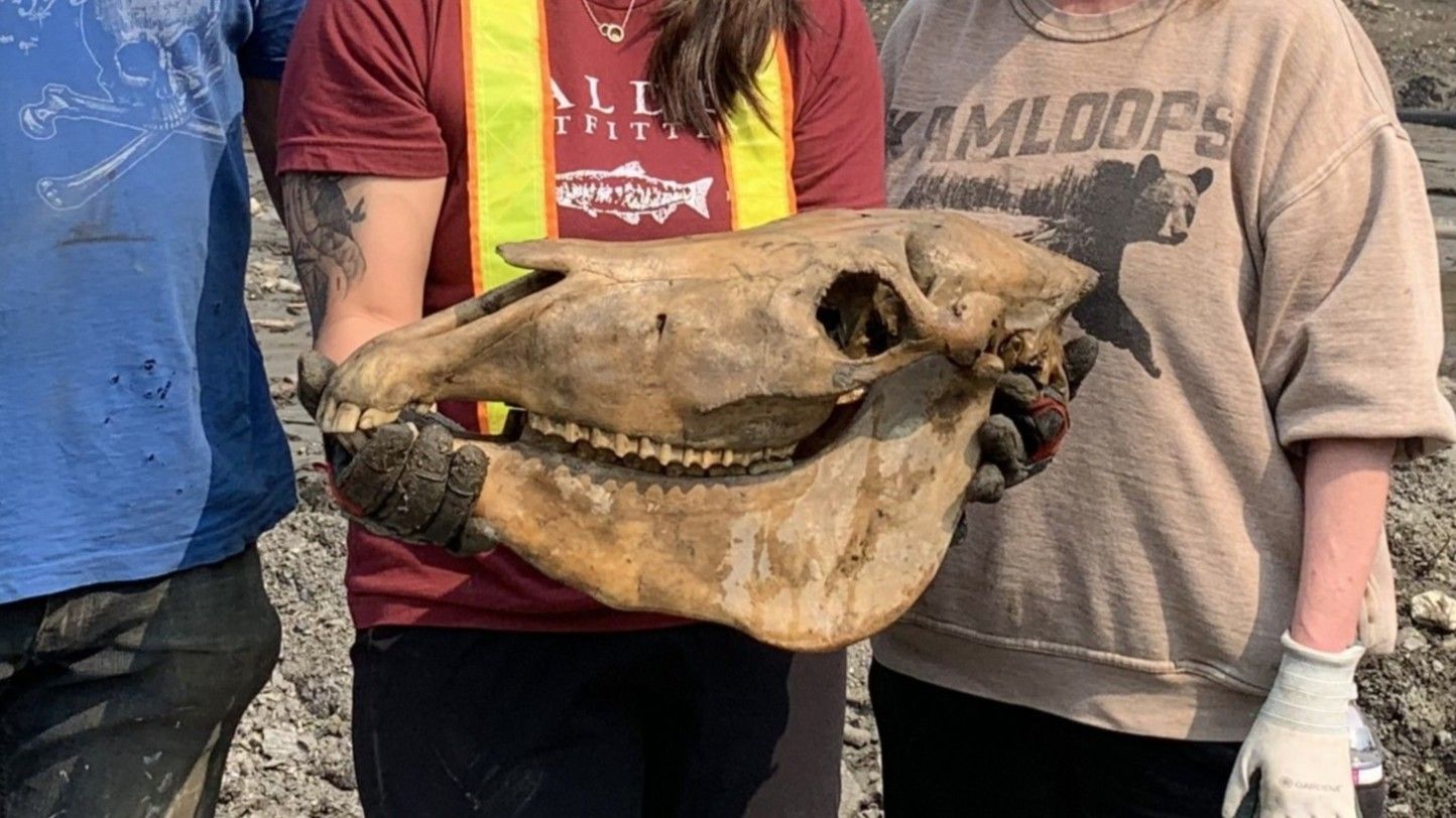 'Beautifully preserved' ice age horse skull unearthed in Yukon mine ...