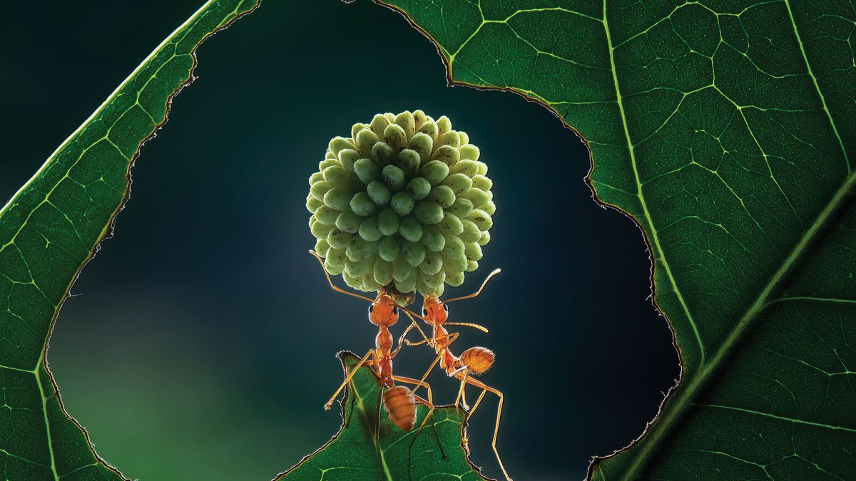 By zooming in on these tiny creatures, I hope to spark curiosity about ...