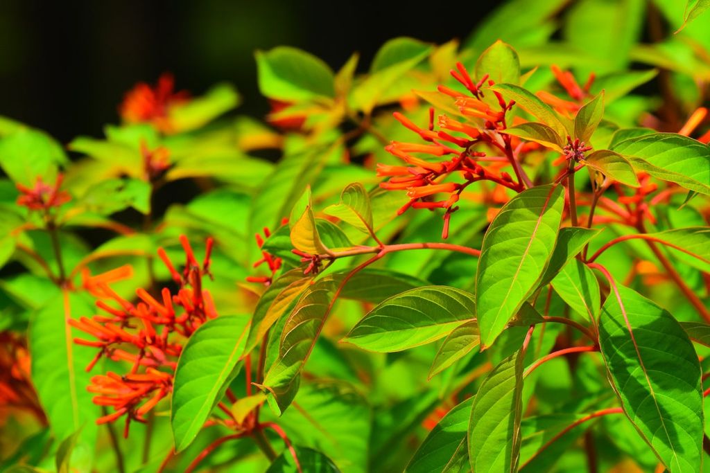 Is A Firebush Frost Hardy: Learn About Winter Firebush Protection ...
