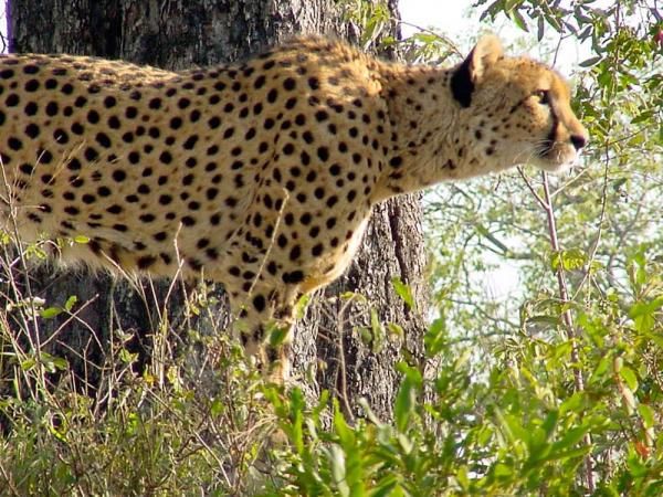 In Photos: The Wild Cats of Kruger National Park: Page 2 | Live Science