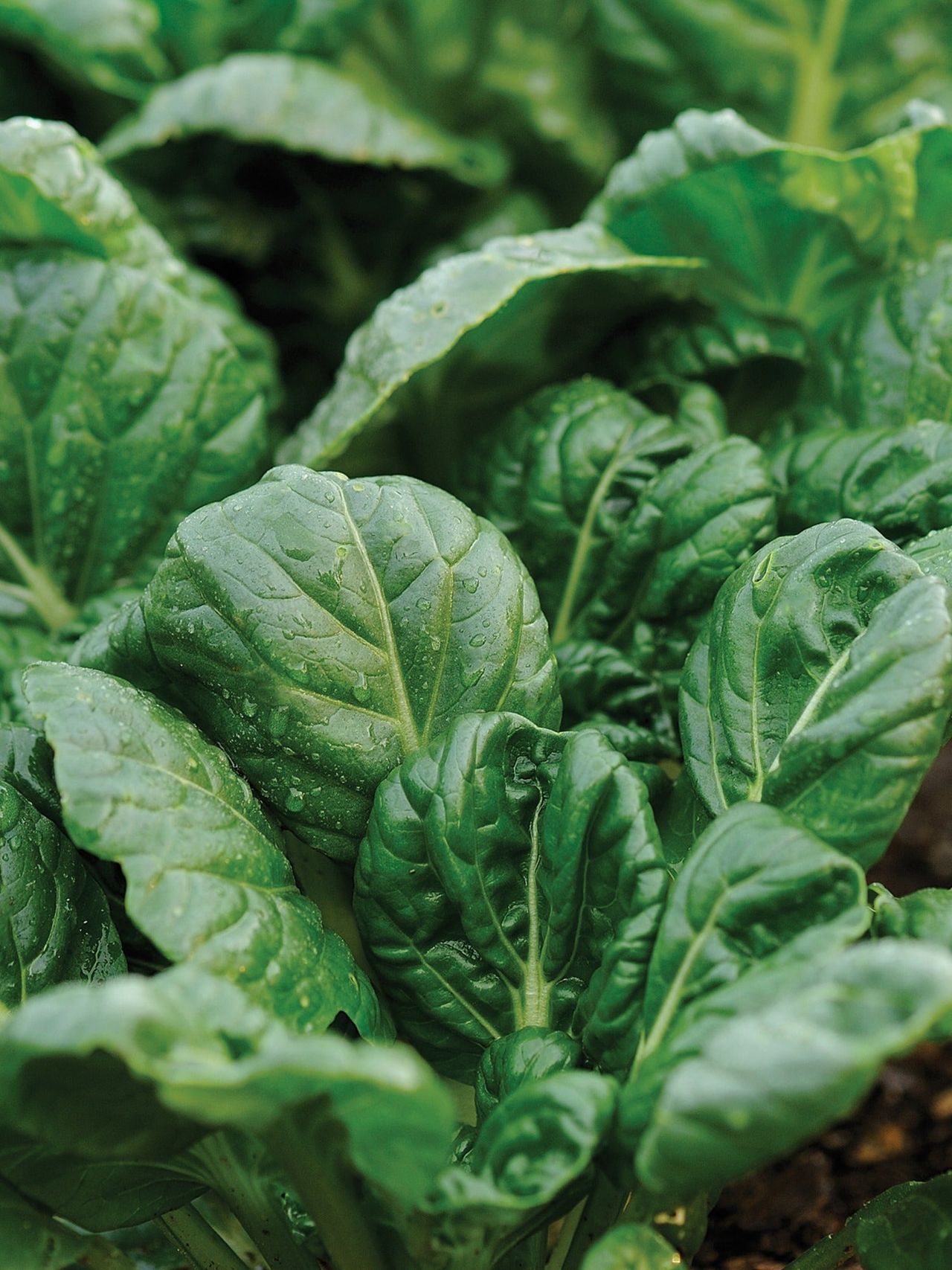 Vegetables to plant in July: 7 great crops to pick in winter | Homes ...