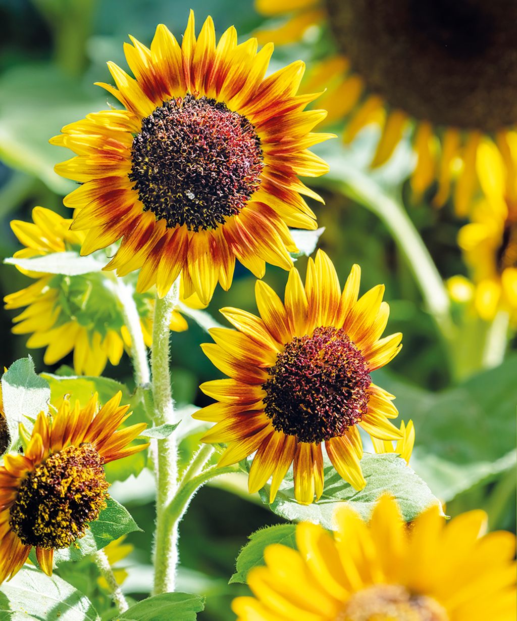 7 Flower Seeds To Sow In February For Dazzling Summer Beds | Gardening ...