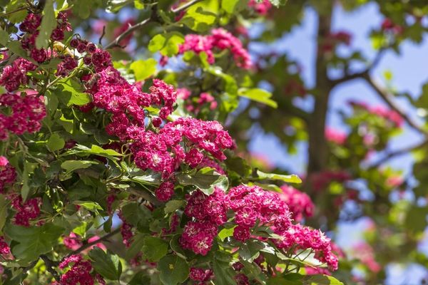 Tips & Information about Hawthorn | Gardening Know How