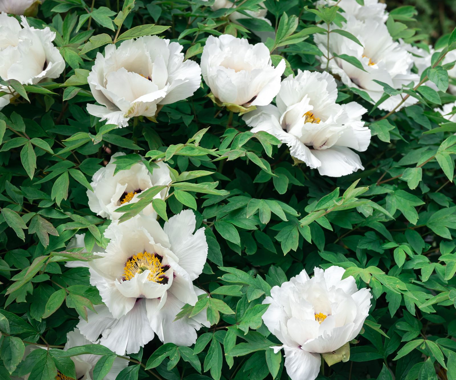 How to grow a tree peony: a flowering shrub pollinators love | Homes ...