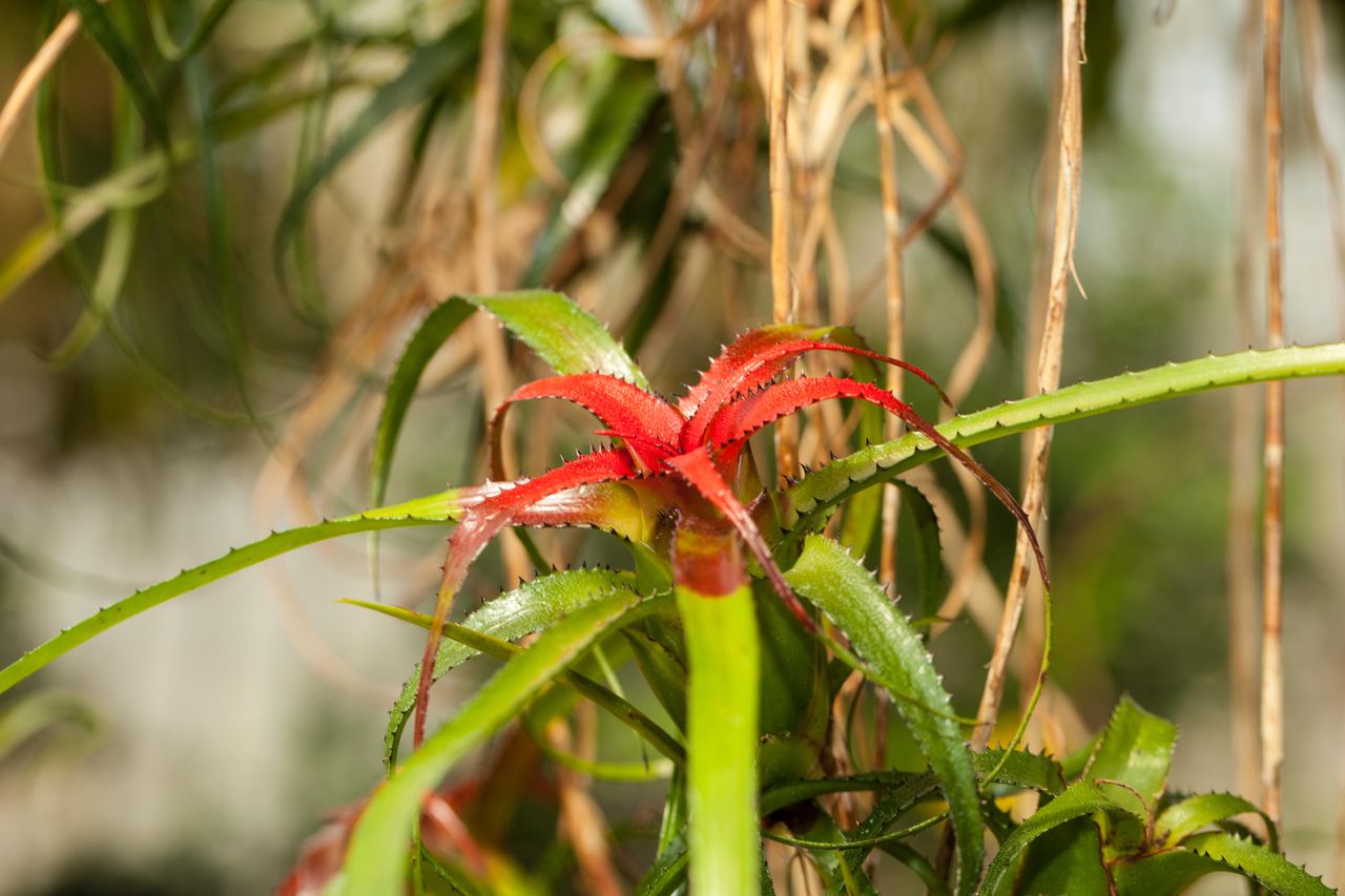 6 houseplants that don't need soil for a minimalist look | Livingetc