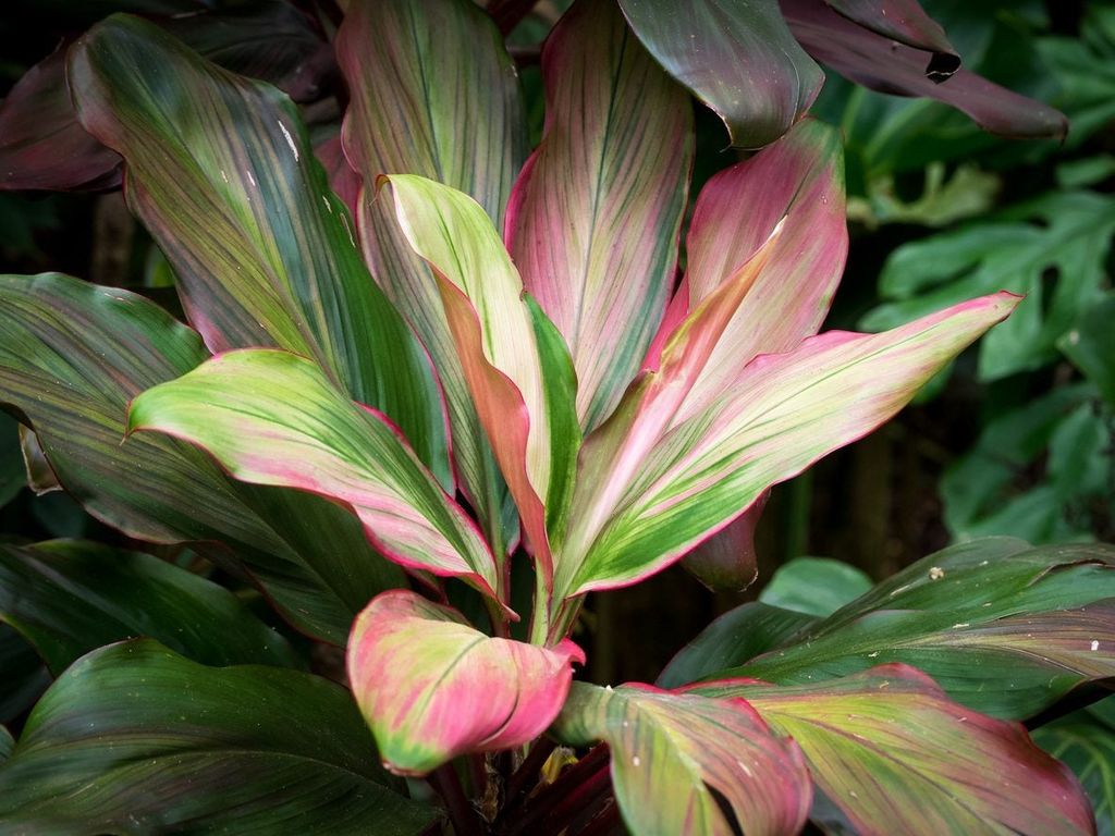 Can You Grow Ti Plants Outside - Tips For The Care Of Outdoor Ti Plants ...