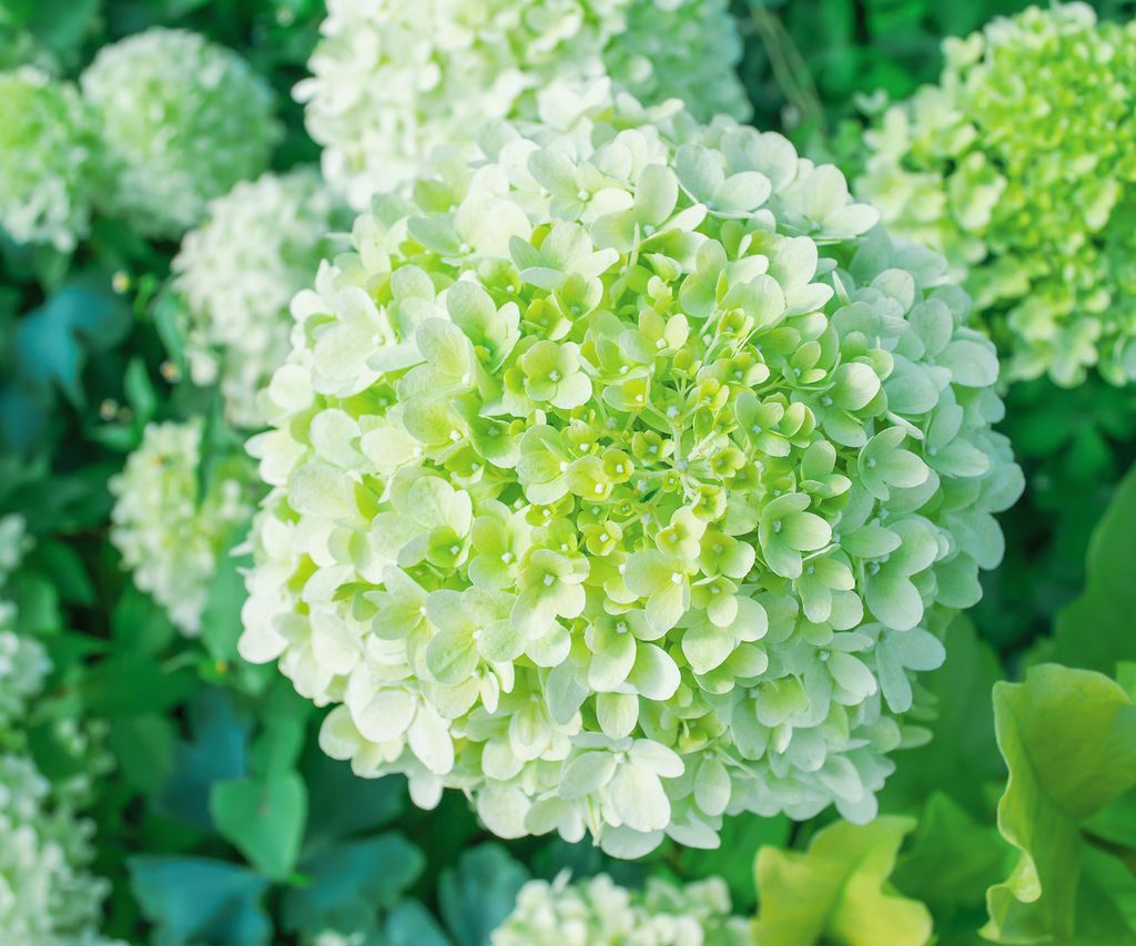 Expert Tips For When To Prune Limelight Hydrangeas Homes And Gardens