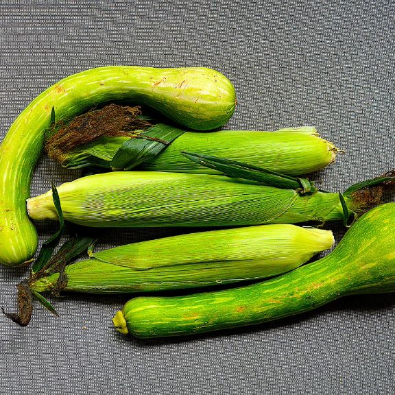 What Is Zucchino Rampicante Squash | Gardening Know How